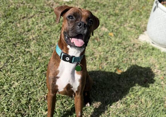 Dozier, The Sweet 1-Year-Old Boxer Dog is Seeking A Patient Loving Home ...