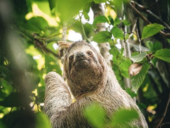 Giant Ground Sloths: The Bear-Sized Cousins You Never Met - NewsBreak