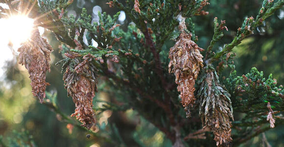 Bagworms are active in Kansas and feeding on your trees, roses. How to ...