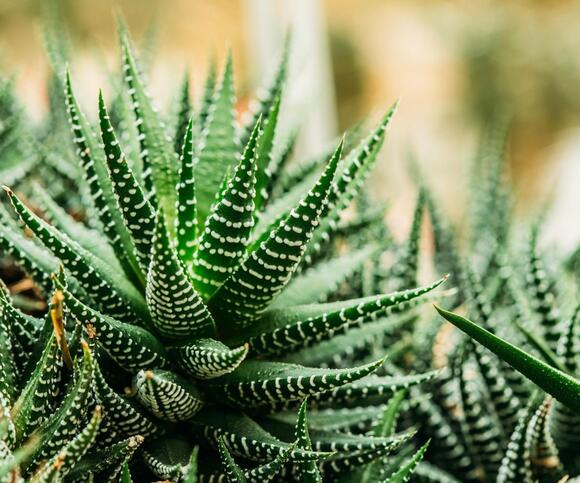 These Are the Only Succulent Trends Worth Trying This Year – They'll ...