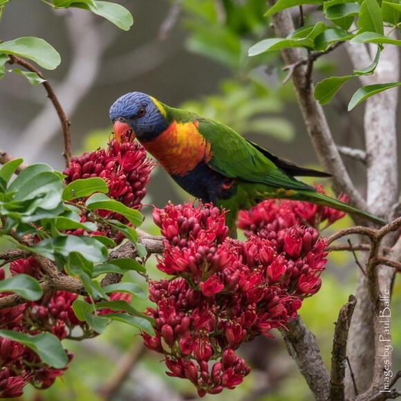 10 Best Gardening Techniques for Attracting Birds - NewsBreak