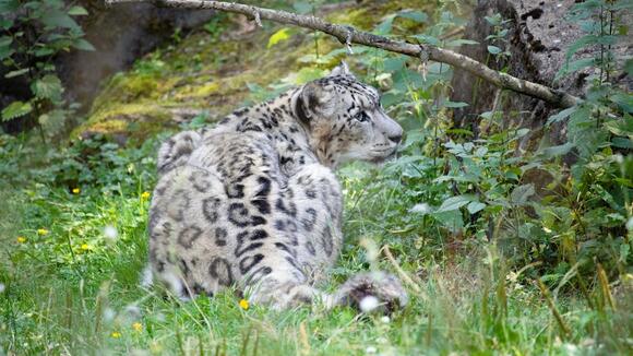10 Things You Didn’t Know About Snow Leopards (But Should!) - NewsBreak