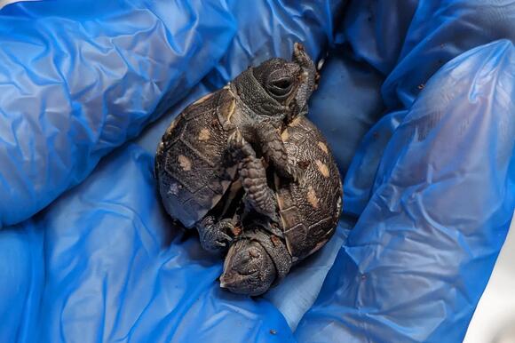 Rare Conjoined Turtle Twins Separated with Surgery Hours After Birth ...