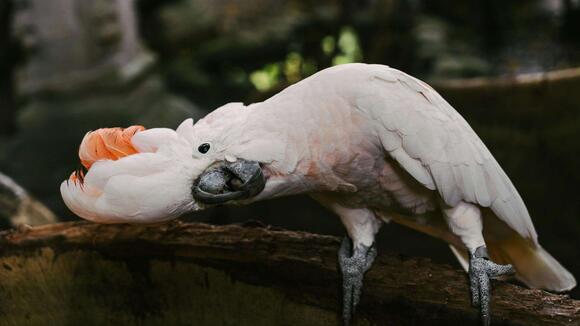 Amazing Birds With Unique And Bold Hairstyles - NewsBreak