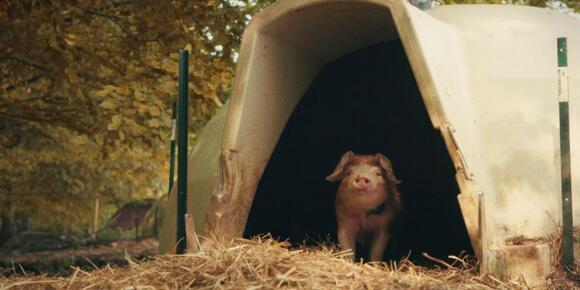 That’ll do, pig: Jeremy Clarkson left in tears as Diddly Squat Farm ...