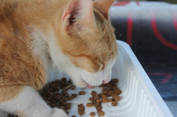 10 Ways to Relieve Digestive Discomfort in Cats - NewsBreak
