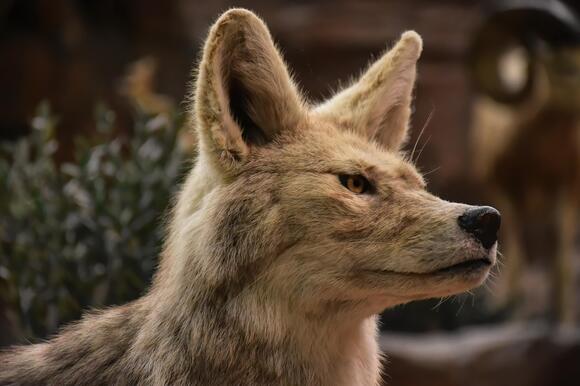 Coyote vs. Wolf: Scientists Reveal Who Hunts Smarter - NewsBreak