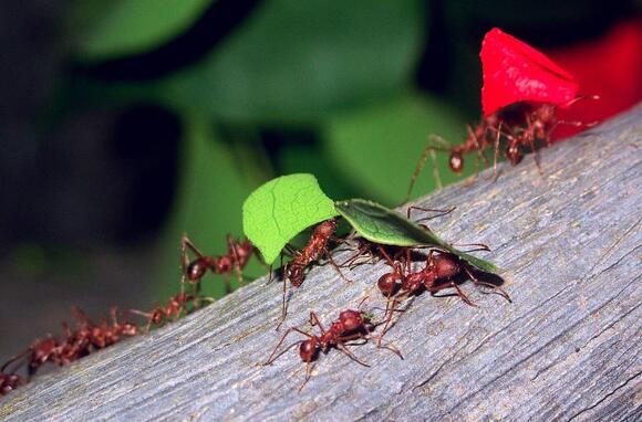 How the Leafcutter Ant is One of the Strongest Creatures Relative to ...
