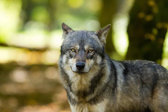 Top 10 States With The Most Wolves - NewsBreak