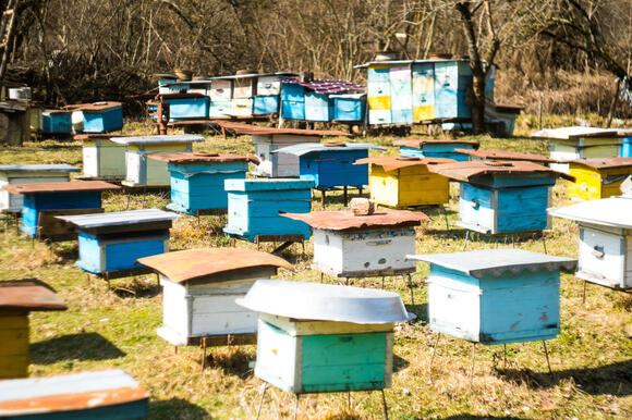 16 urban beekeeping farms in US cities - NewsBreak