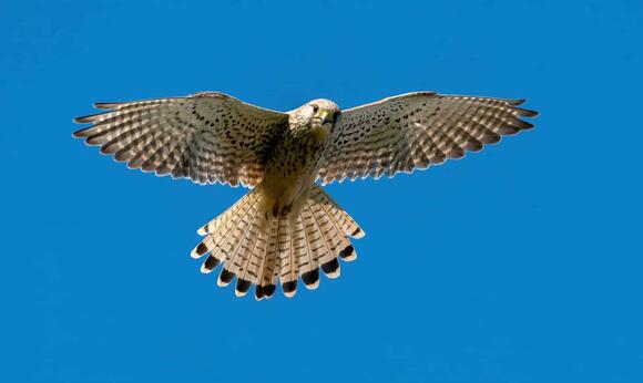 10 Animals That Can See the World in Colors Humans Can not Even Imagine ...