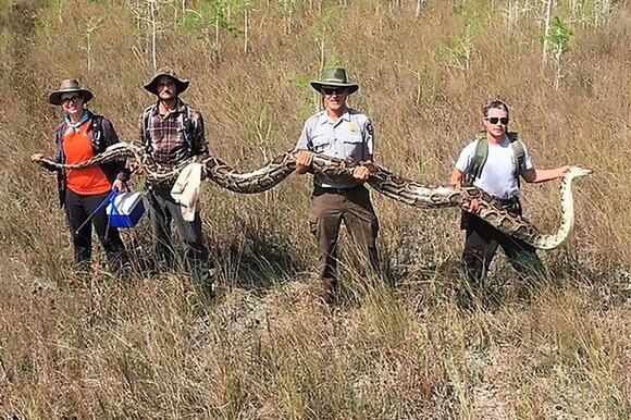 From Iguanas to Pythons—Florida’s War on Invasive Reptiles - NewsBreak