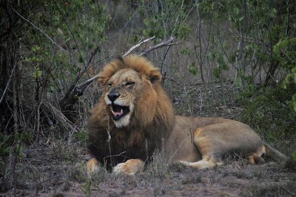 The Roar That Travels Miles — 11 Secrets Behind Lion Vocal Power ...