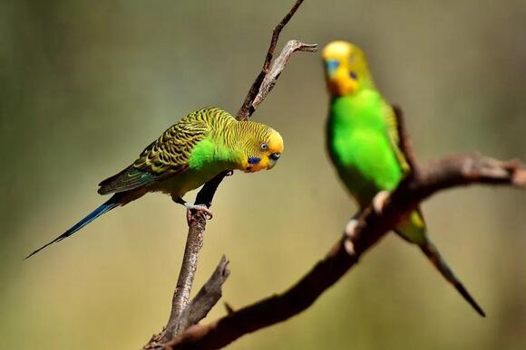 10 Unique Pet Birds Known for Their Intelligence and Personalities ...