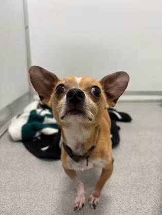 🐶 Gentle Seniors & Sweet Companions Ready for Adoption in Blackwood ...
