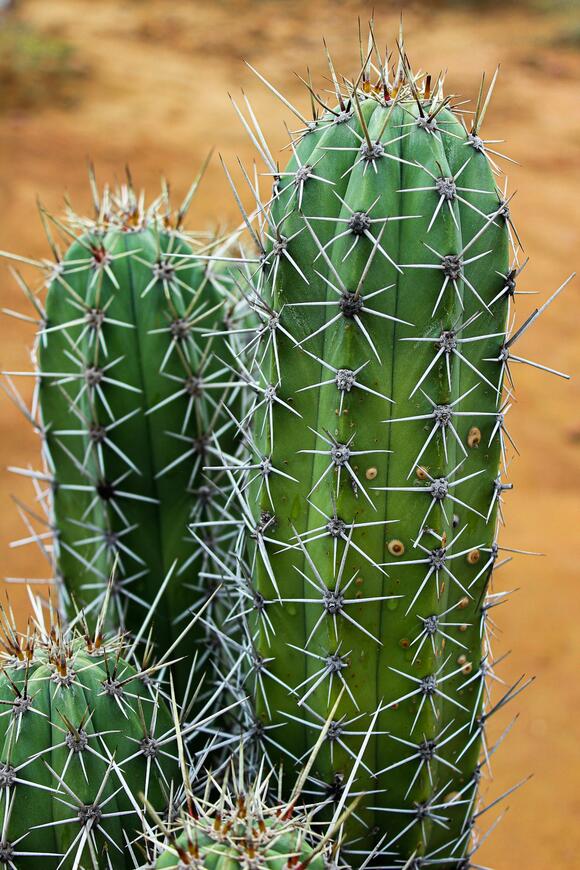 Cactus Logic: How Spines, Slime, and Shape Beat the Desert Heat - NewsBreak