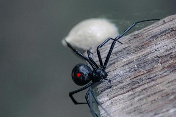 Western Black Widow: The Only Venomous Spider In Montana's Homes ...