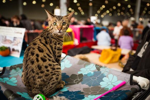 America's Top Cat Show Is Purrfectly Wild for Feline Fans - NewsBreak