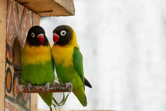 10 Unique Pet Birds Known for Their Intelligence and Personalities ...