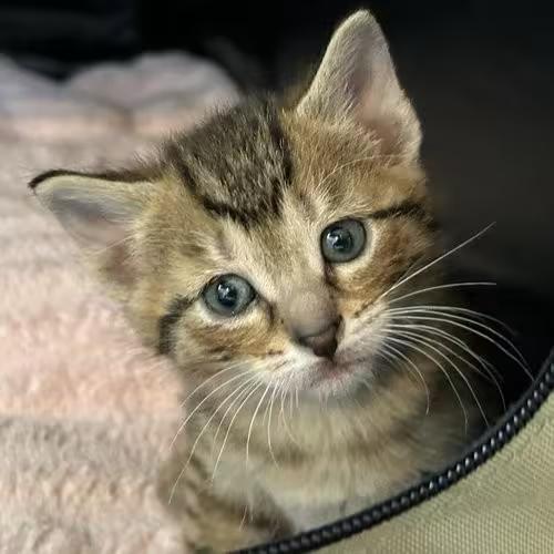 🐱 Sweet Cats and Kittens Ready for Adoption in Plover, WI - NewsBreak