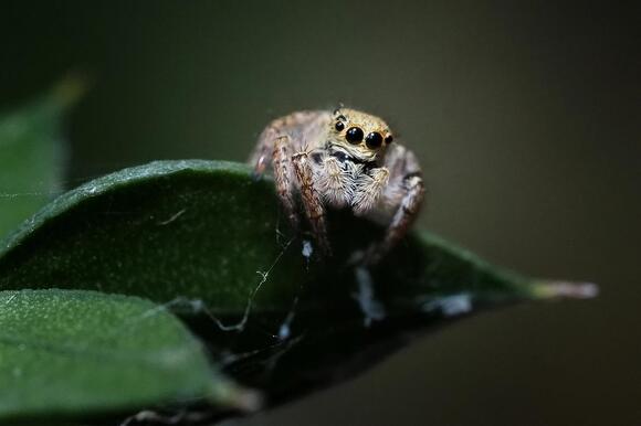Florida roommate charged with drowning pet spider in soda: ‘Yes I’m an ...