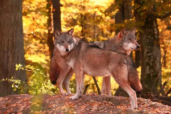 The US States With the Most Gray Wolves - NewsBreak