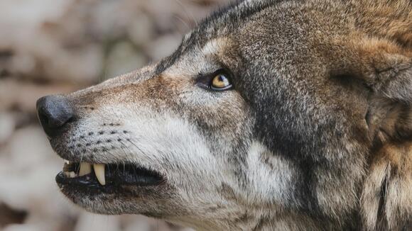 Female wolf relocated from Canada found dead in northwest Colorado ...