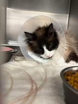 🐱 Friendly Cats Waiting for Adoption in Lowell - NewsBreak