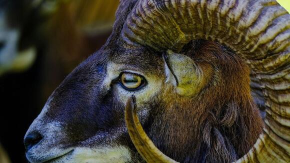 Entering A Main Character Season: 3 Signs Are Taking Center Stage ...