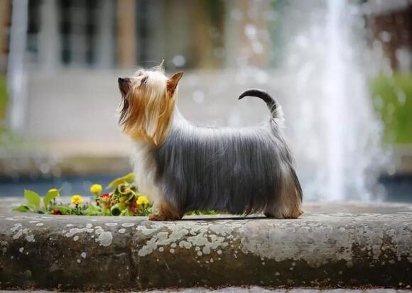 9 Dogs Abandoned On Side Of Road In Rural St. Louis County - NewsBreak