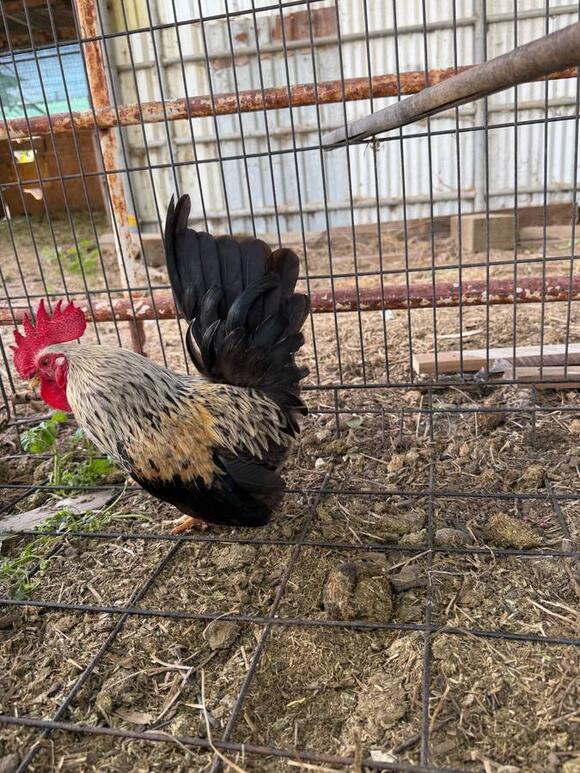 🎁 Freebies Up for Grabs in Santa Paula Right Now - NewsBreak