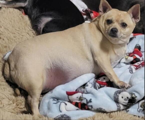 Rescue Dog Hillary Finds New Lease on Life After Remarkable Weight Loss ...