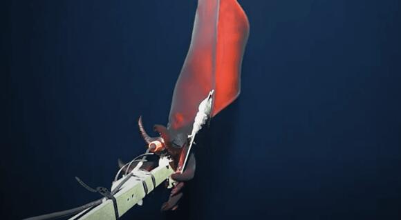 Rare Deep-Sea Squid Dazzles And Glows In Mind-Blowing Footage - NewsBreak