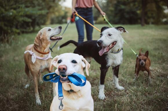 How the Fast and the Furriest Event Supports Homeless Pets - NewsBreak