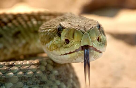 Colorado’s Wolf Reintroduction Faces Another Setback For Now - NewsBreak