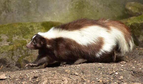 Why Skunks Rarely Spray Unless Humans Make One Critical Mistake - NewsBreak
