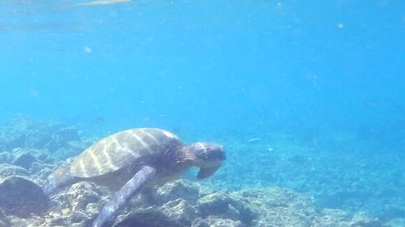 11 Rare Animals Endangered in Florida Right Now - NewsBreak