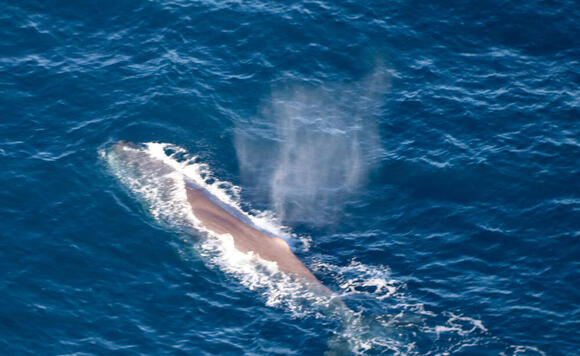 Blue Whale vs. Finn Whale - NewsBreak