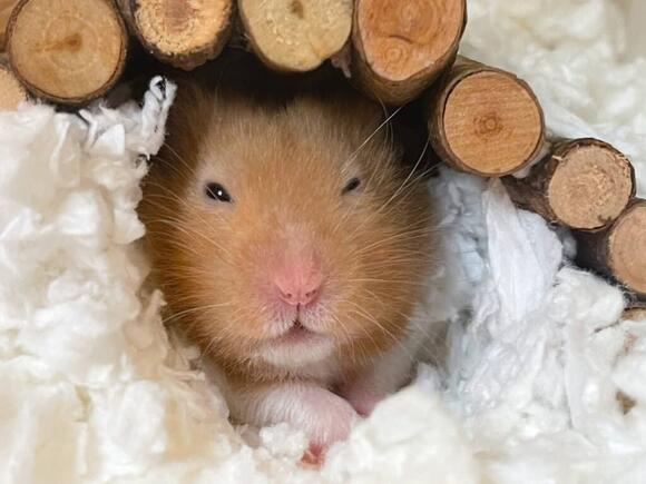Fancy Bear Hamster vs Syrian Hamster: What’s the difference? - NewsBreak