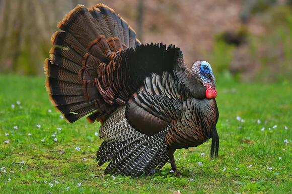 The Complete List of All 50 Official US State Birds (With Pictures ...