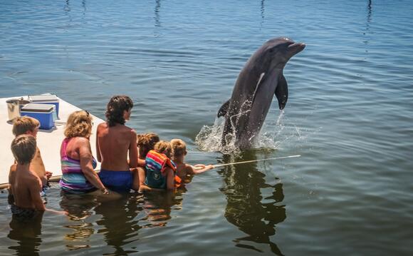 What Happens When a Dolphin Saves a Human – Coincidence or Instinct ...