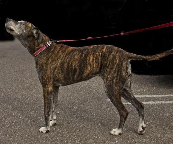 10 Reasons Your Dog Acts Weird During a Full Moon – And What the ...