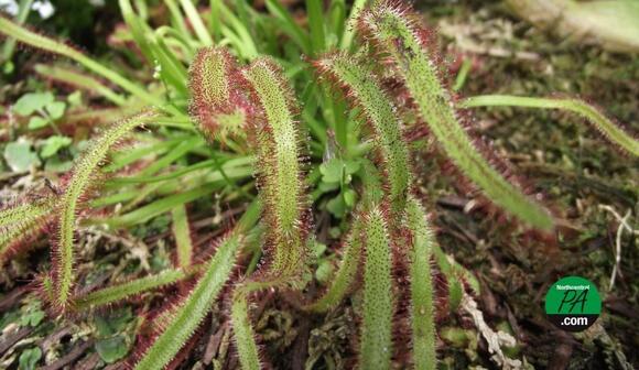 Carnivorous plant-inspired spray puts pest insects into sticky situations