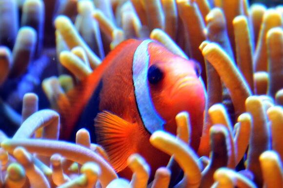 Symbiosis or Sabotage? When Species Relationships Get Complicated ...