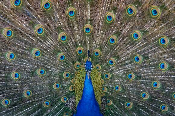 The Role of the Peacocks Tail in Evolution Beauty or Survival - NewsBreak