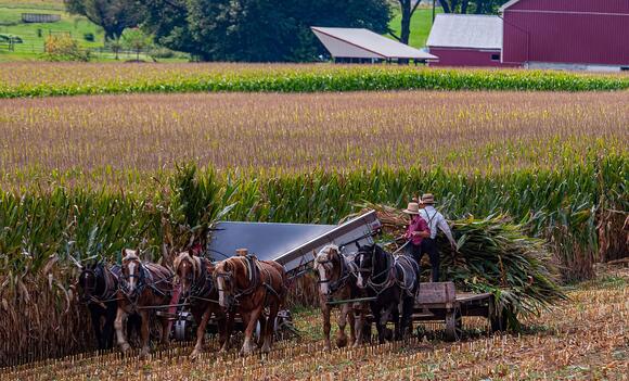 Amish Money: 10 Frugal Lessons from the Amish Community - NewsBreak