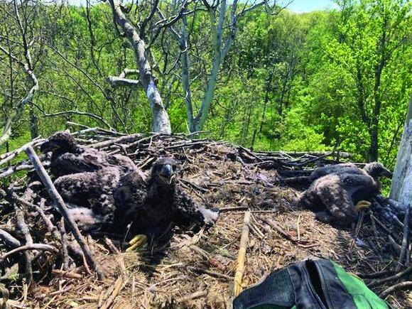 'A rarity': Triplet bald eagles make Kalamazoo Nature Center home ...