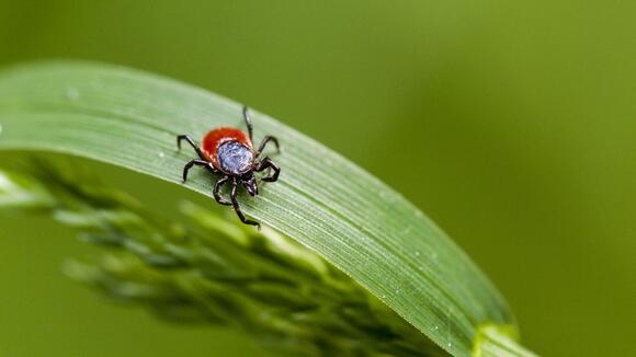 How to Prevent Ticks in Your Yard – 5 Expert-Approved Ways to Stop Them ...