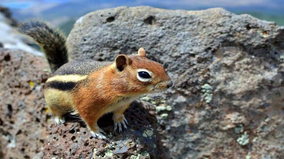 Spring Animals That Emerge Across the Northeast - NewsBreak