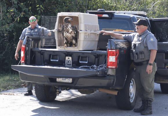 Bald Eagle Rescued From Fishing Line At Missouri Lake Released Back ...